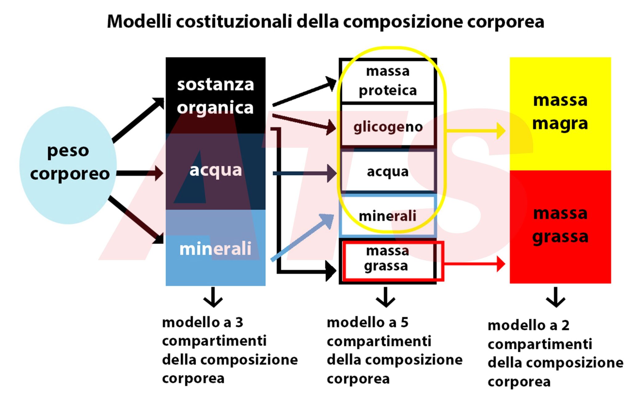 Composizione Corporea: Concetti Generali | Istituto ATS