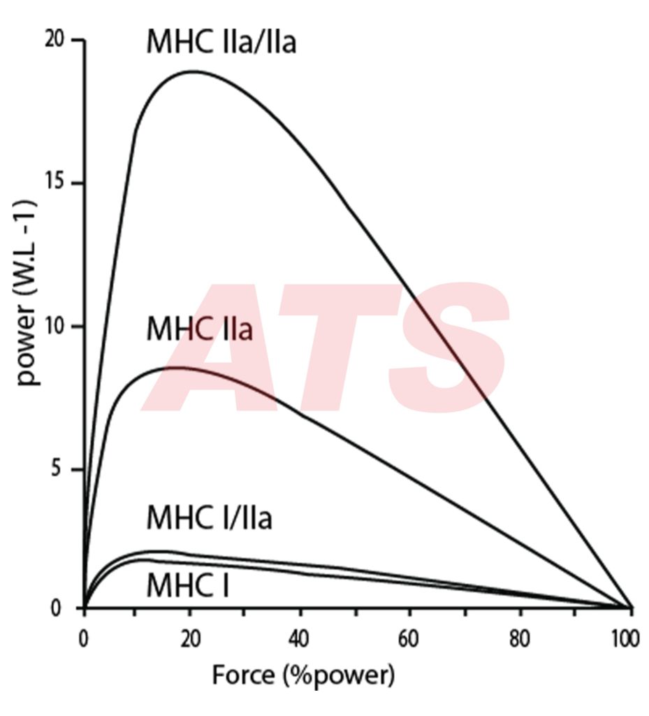 Fibre muscolari: basi fisiologiche nell'allenamento della forza ...