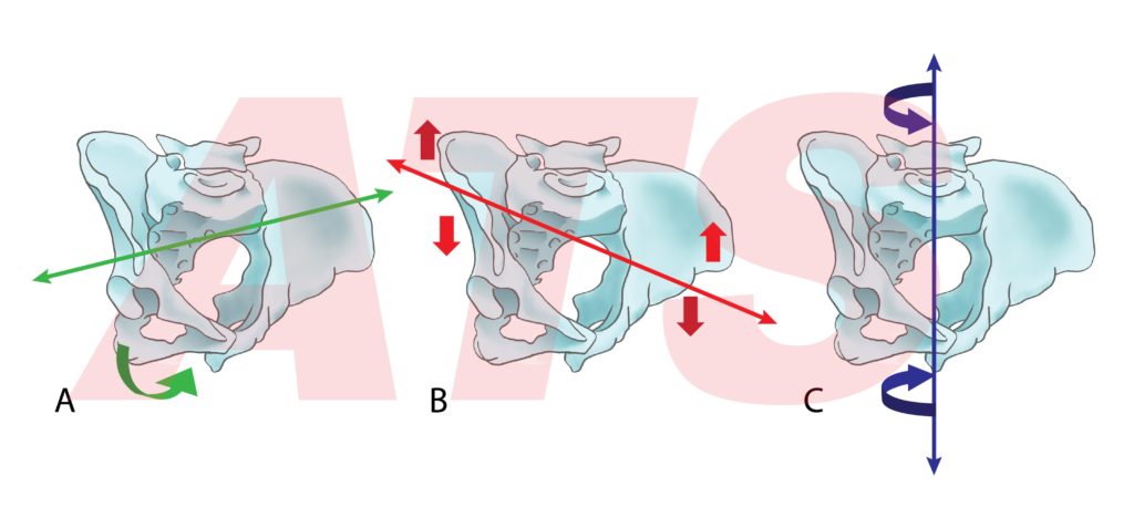 Corpo umano e lessico del movimento umano | Istituto ATS™